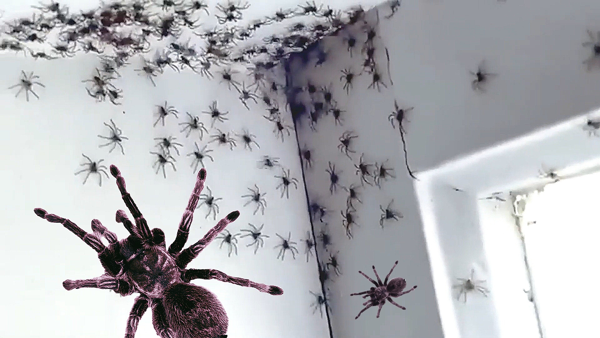 Нашествие мышей и пауков в Австралии, природа мстит.mp4