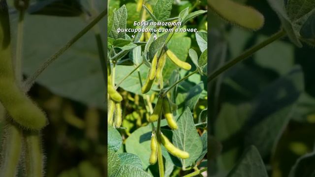 Факт про бобы 🫘