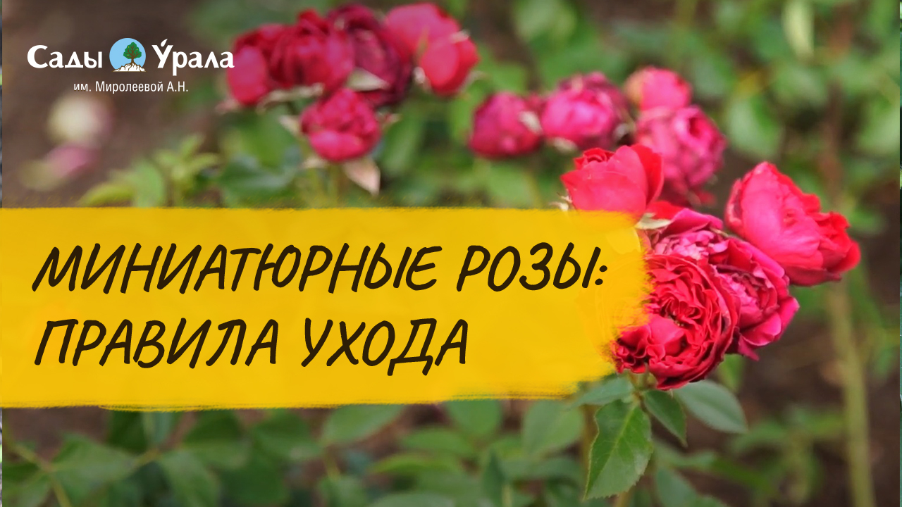 Миниатюрные или бордюрные розы: видеообзор