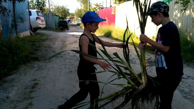 Странный цветок 2 часть