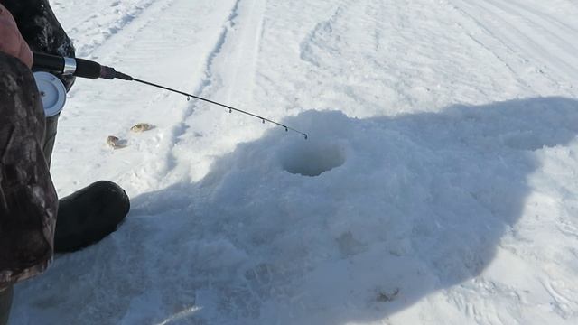Зимняя рыбалка в марте на реке Обва1