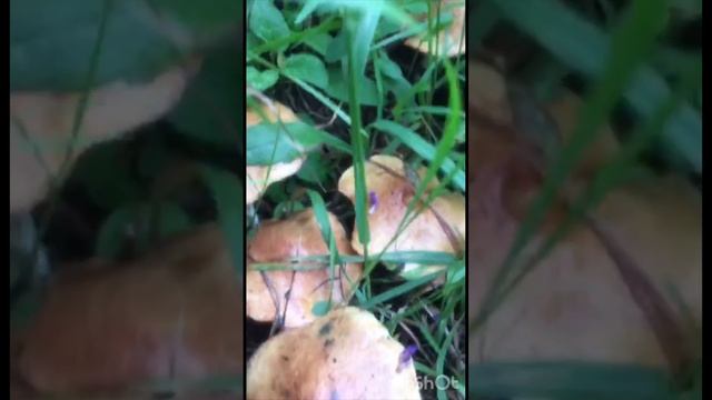 Маслята в огороде