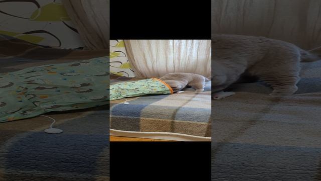 ? Изучаем новые игрушки [#2]