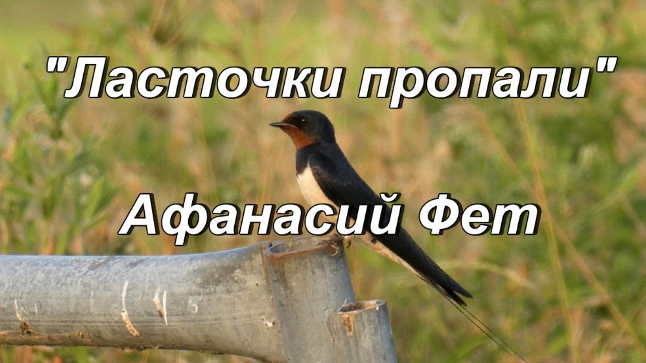 Стихотворение Афанасий Фет "Ласточки пропали"