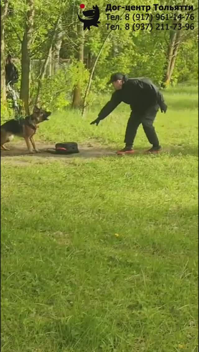 Немецкая овчарка ФОНТЕ ФИДЕЛИТИ ШАРЛОТТА. Тренировка по защите (ЗКС). Охрана вещи. Тольятти, 2024.