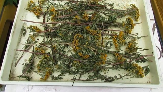 август на пасеке - на 6 сутки осыпалось 45 клещей Варроа от запаха пижмы помещенной в улей.mp4