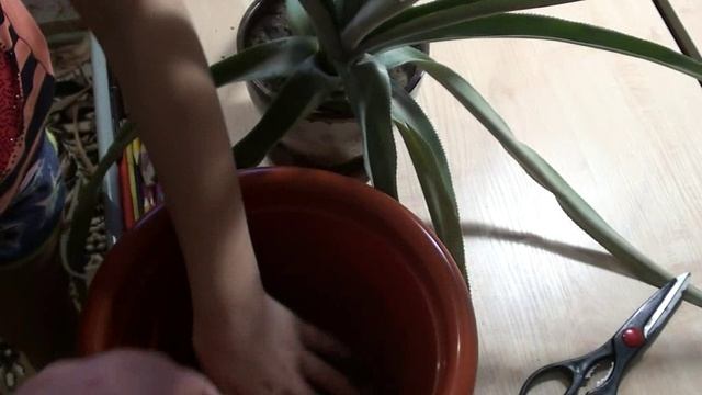 Пересадка Ананаса.