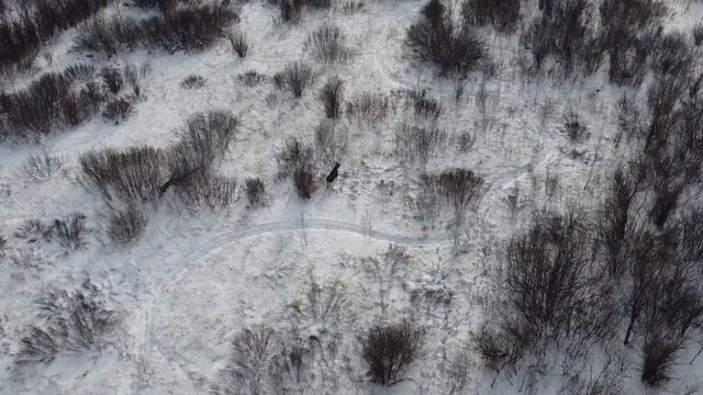 Лоси в дикой природе. Наблюдаем за семьей лосиков