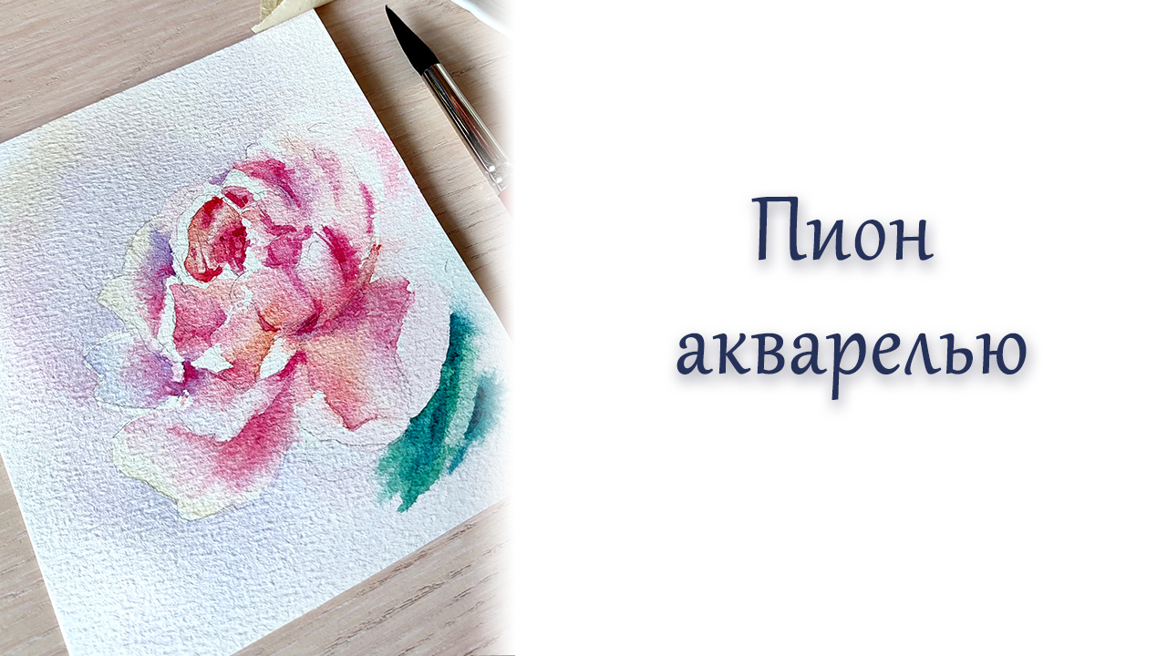Пион акварелью.