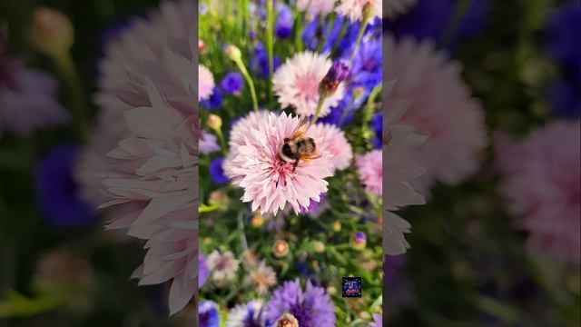 ☆Всё, что ни происходит🦋, происходит всегда так🌟, как нужно и только к~лучшему~!🏵