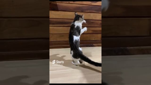 Котёнок 2023, часть № 9❤️?