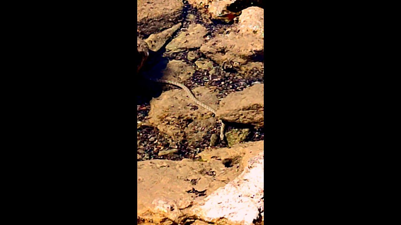 В Каспийском море увидели плавающую змею