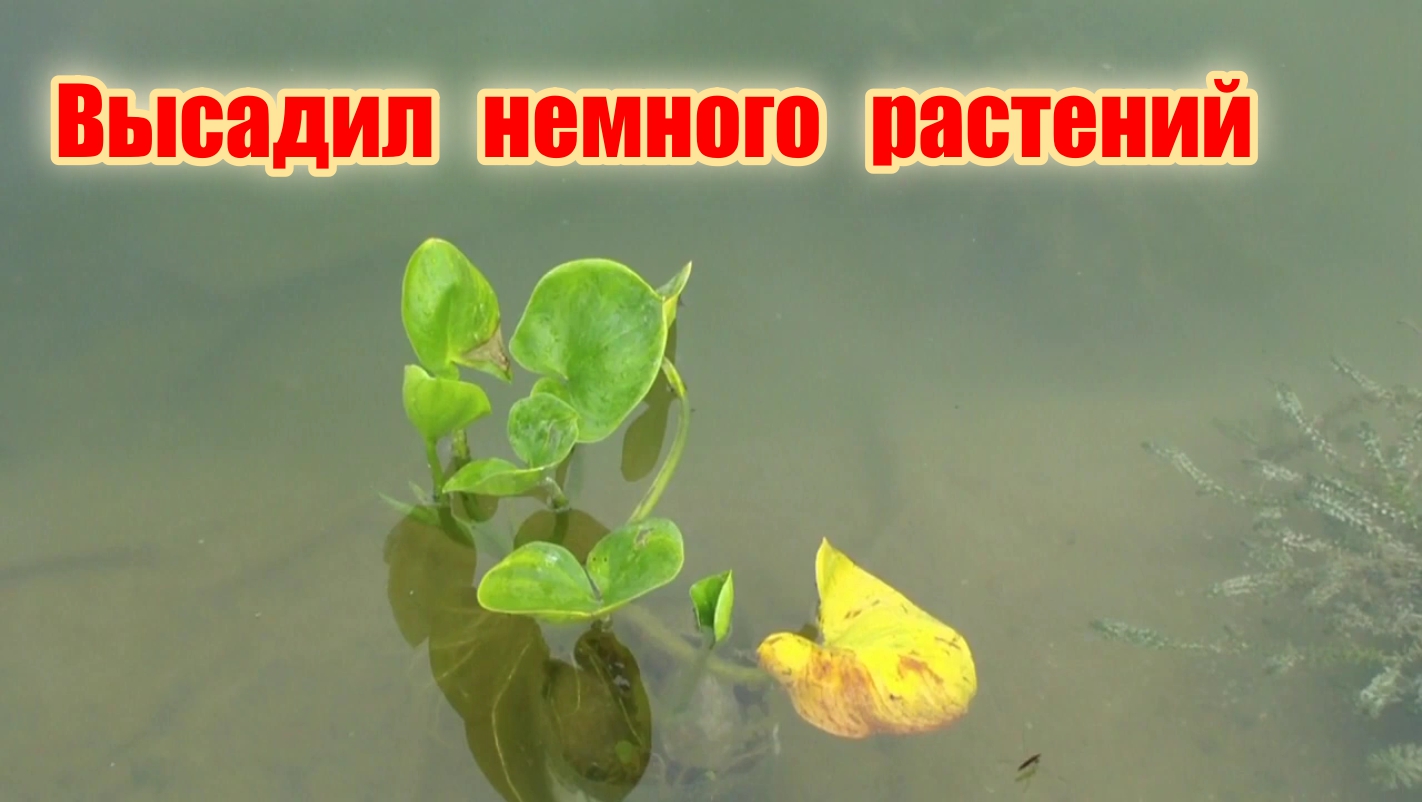 Высадил в пруд немного растений.