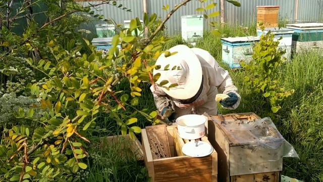 Привёз ловушку с пчёлами полную мёдом.