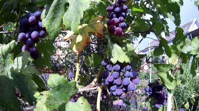 Виноград - Ливия, Рошфор, Августин, км 342, Лучезарный