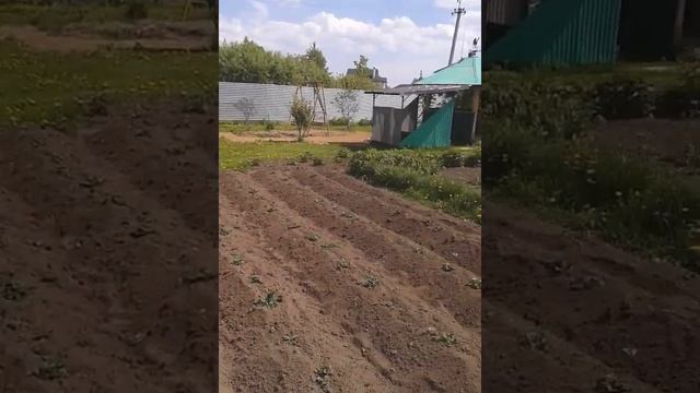 Картофель королева Анна и Горняк..mp4