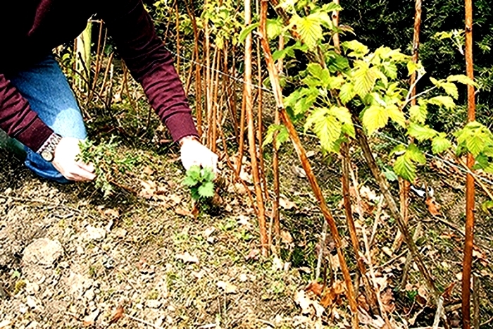 Как правильно ухаживать за малиной