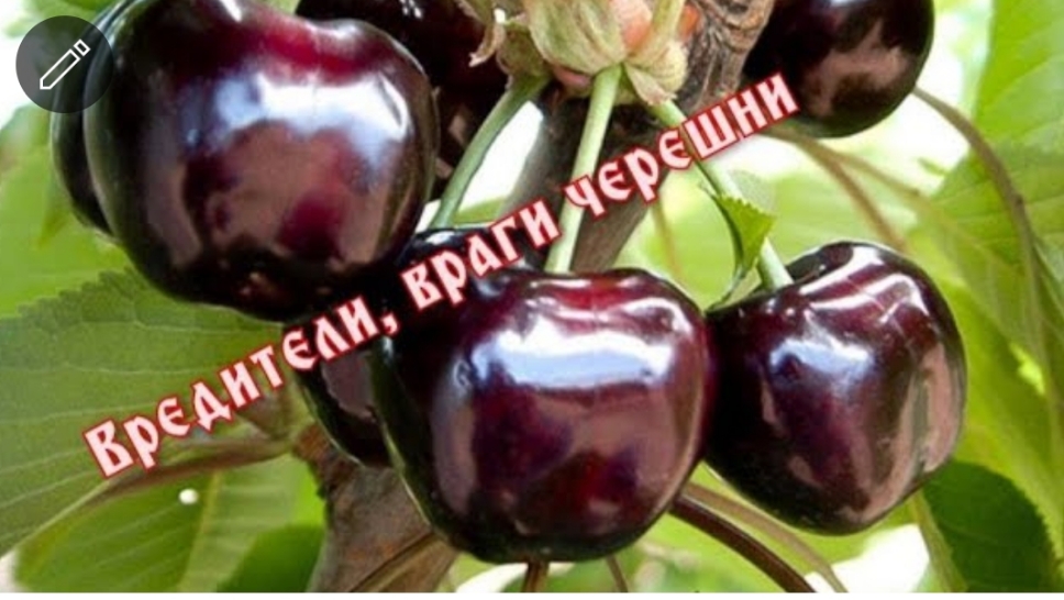Как защитить черешню от вредителей?Птицы,осы,муравьи