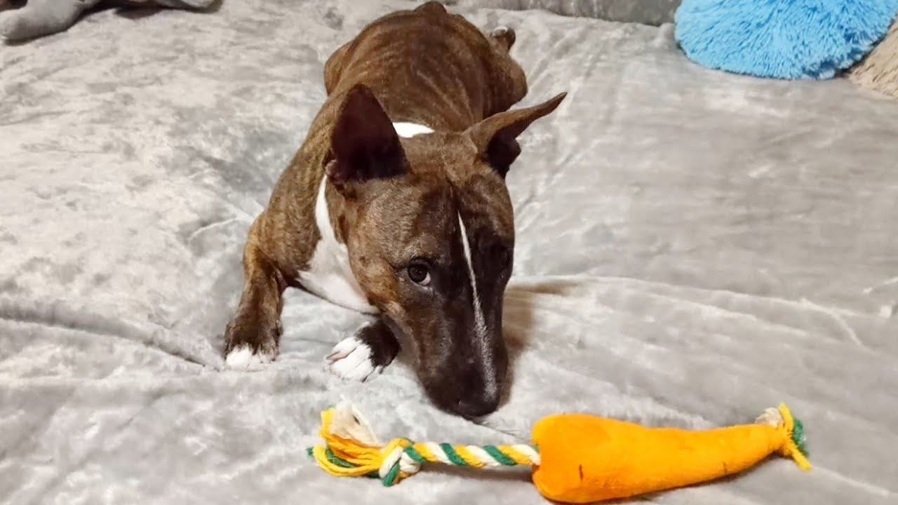 Чья морковка? - Кошкина! Ну, то есть, Юммкина