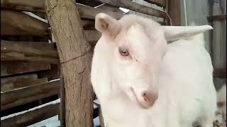 Домашние хулиганы (1)