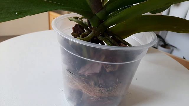 Срочно❗ПЛЕСЕНЬ в грунте🤯 ПЕРЕСАДКА ОРХИДЕИ ✅