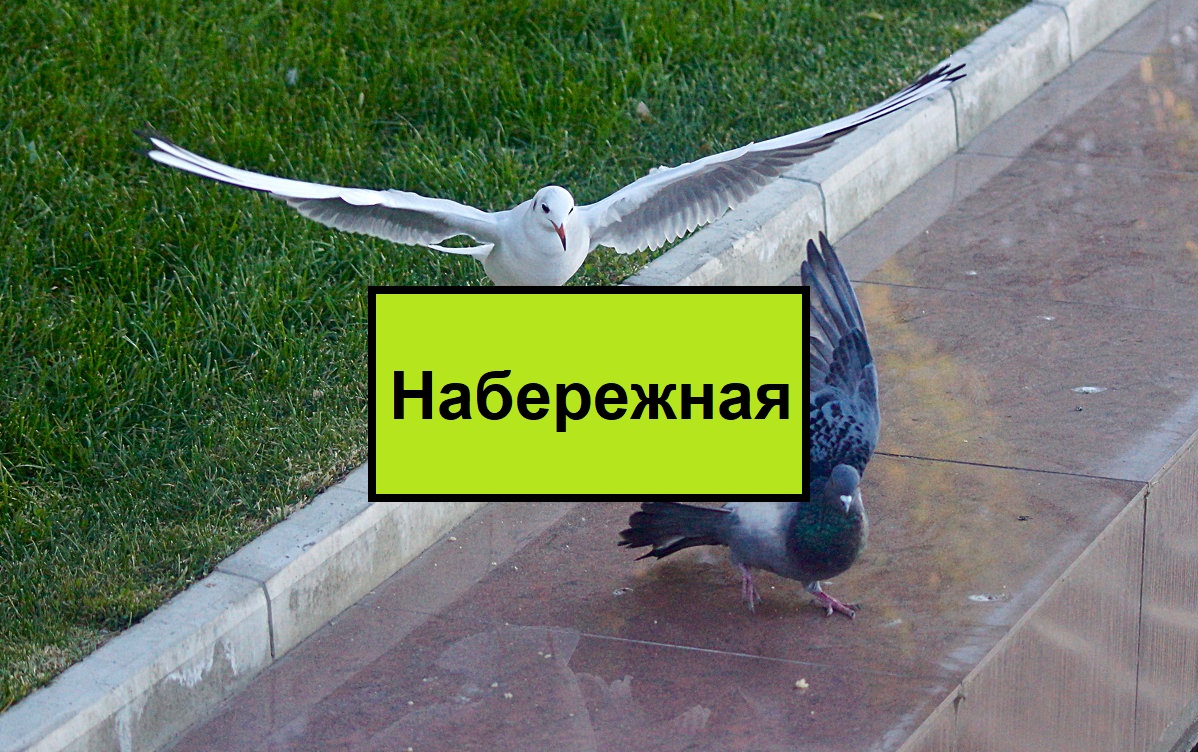 ЧАЙКИ ПРОТИВ ГОЛУБЕЙ - КТО ПОБЕДИТ?