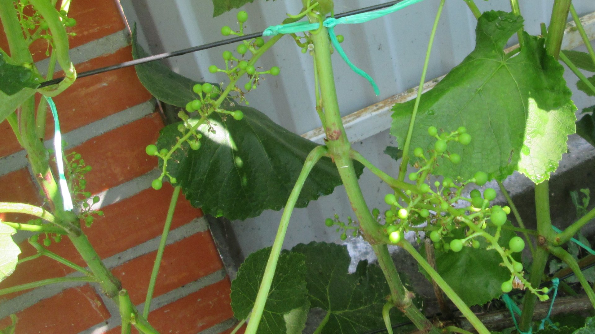 Нормирование винограда