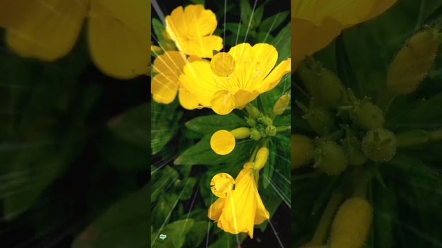 Летнего настроения