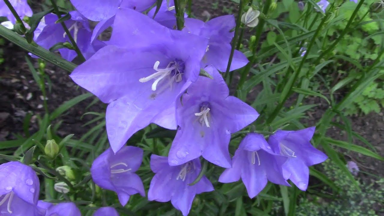 Колокольчик персиколистный многолетний. Выращивание от посева до цветения.