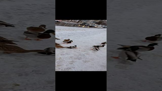 на Черной речке  Спб , Питер