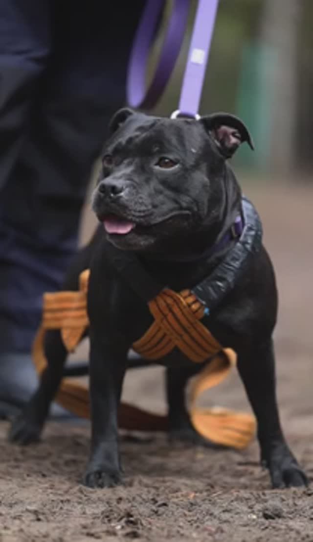 Стаффордширский бультерьер Боря. Чемпионат РКФ по вейт-пуллингу 11.05.24 г. Взятый вес 640 кг