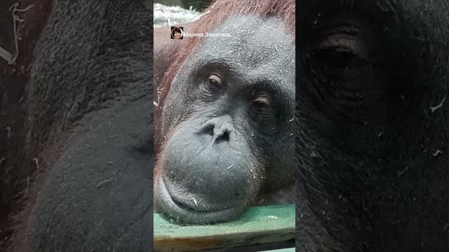 Приматы в Московском зоопарке.