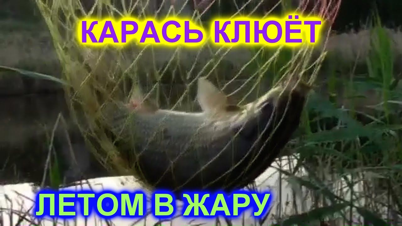 Клюёт ли карась в жару? Крупный карась летом 3 июня.