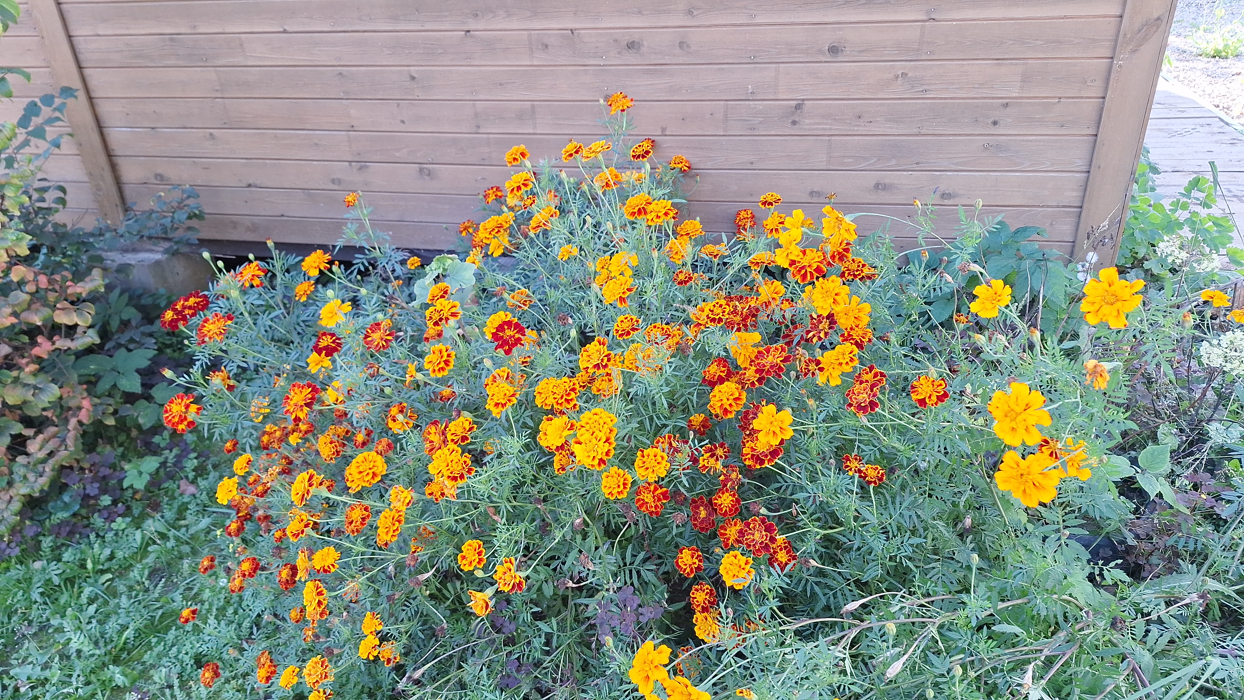 Обзор дачи от 30.09.23