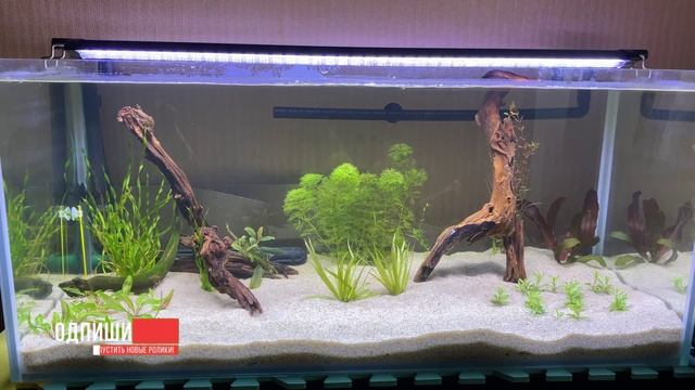 Запуск аквариума 120 литров