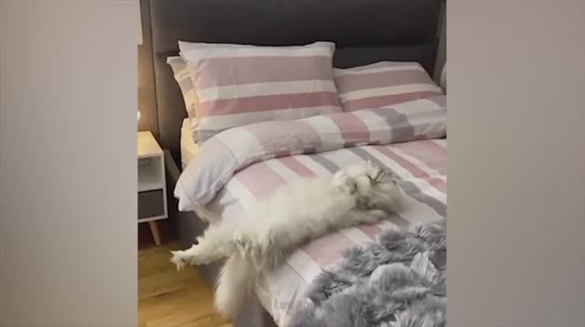 Приколы с котами и собаками #39