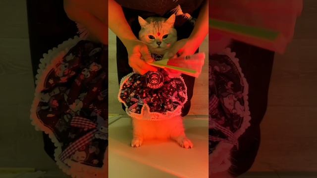 Котёнок 2023, танцы, серия № 41