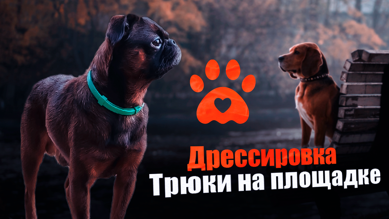 Дрессировка, социализация собаки, подъем на горку и спуск. Пти брабансон.