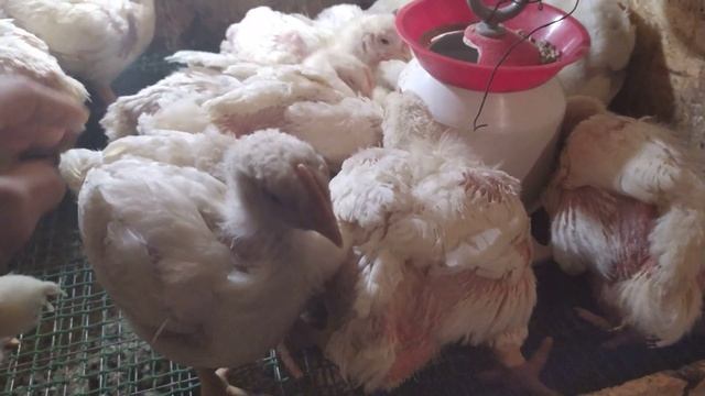 Бройлерам 21 день..mp4