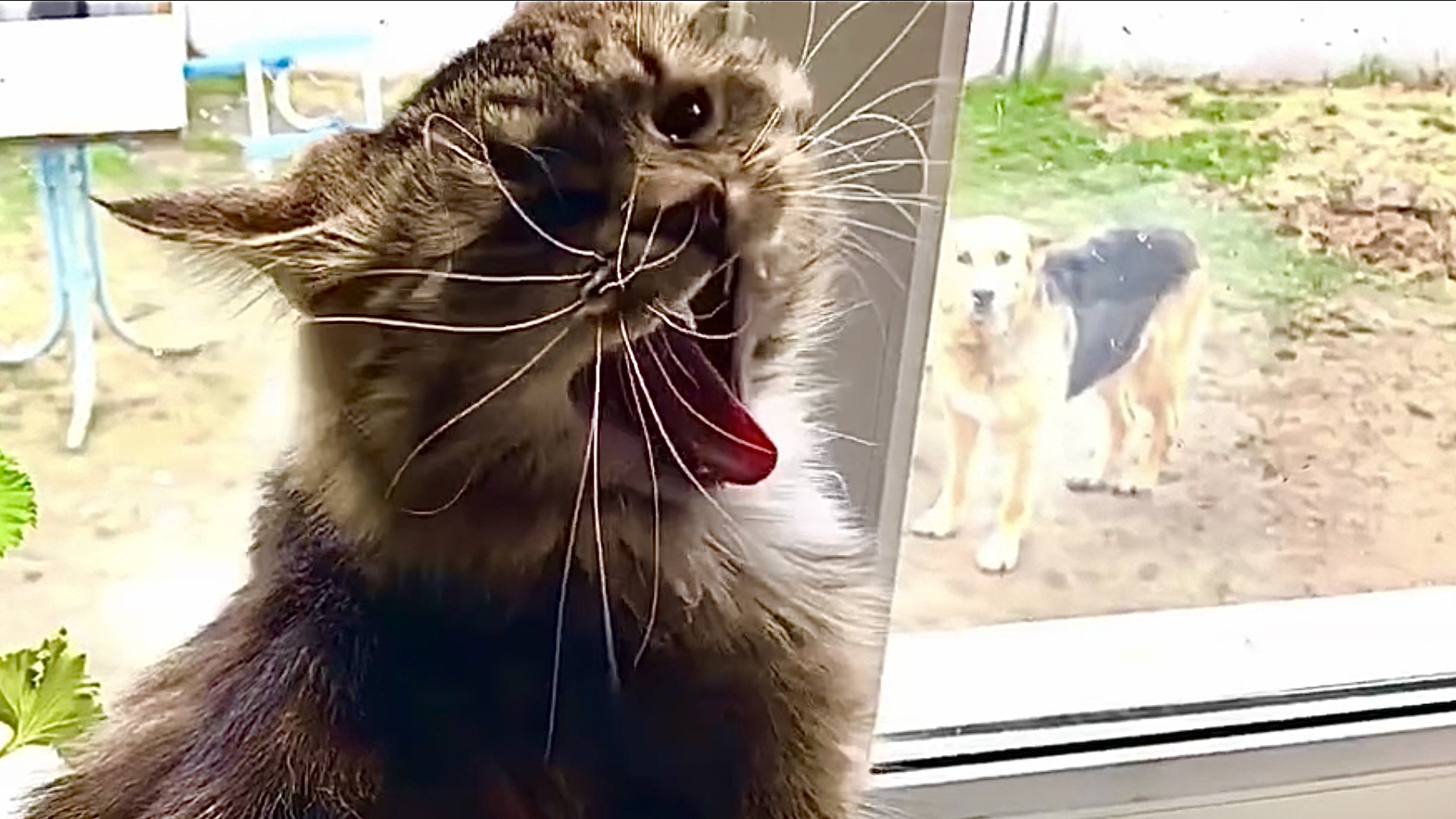 Говорящий кот Куня и его собаки