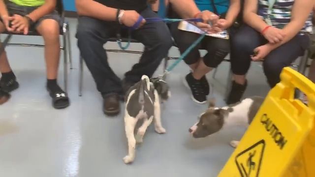 ЭПИЧЕСКАЯ СОБАЧЬЯ БОРЬБА