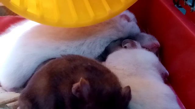 Наша грызущая малышня: сирийские хомяки, крысы и джунгарики