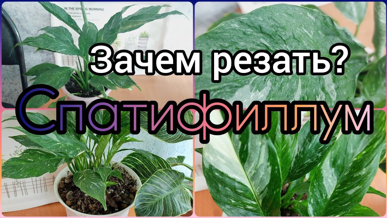 #Ответы на #комментарии ?Зачем резать #СПАТИФИЛЛУМ ? #Женскоесчастье #цветы #растения #размножение
