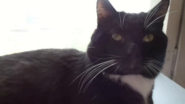 Поющий Кот