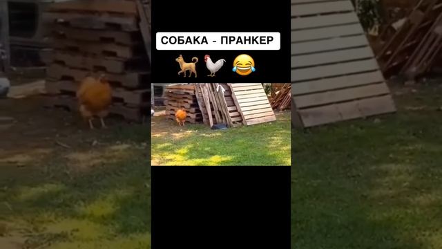 c31888b3c15b0caabc7390ebade9edcc