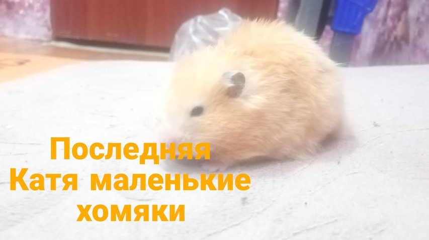 Последняя Катя маленькие хомяки