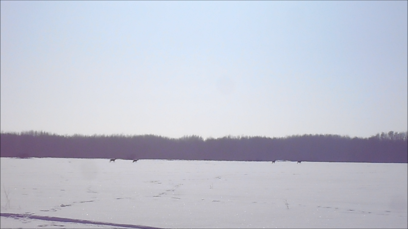 на лугу беспокойно, собаки вышли на охоту