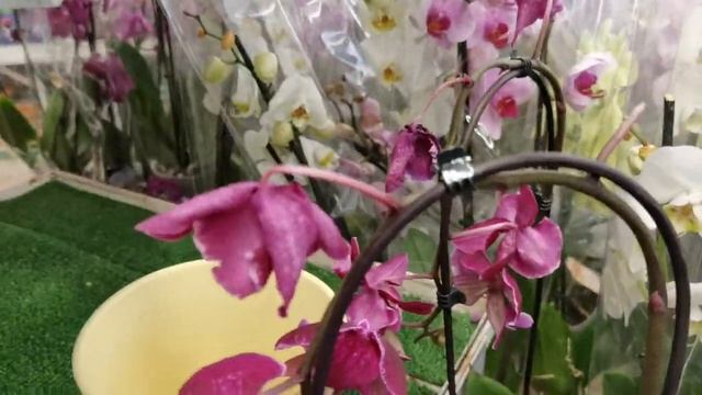 ОБЗОР ОРХИДЕЙ  в магазине ОБИ перед 8 марта. Что предлагают и сколько стоят цветы