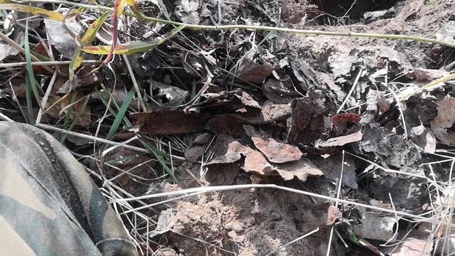 пробежался немного по лесопосадке.mp4