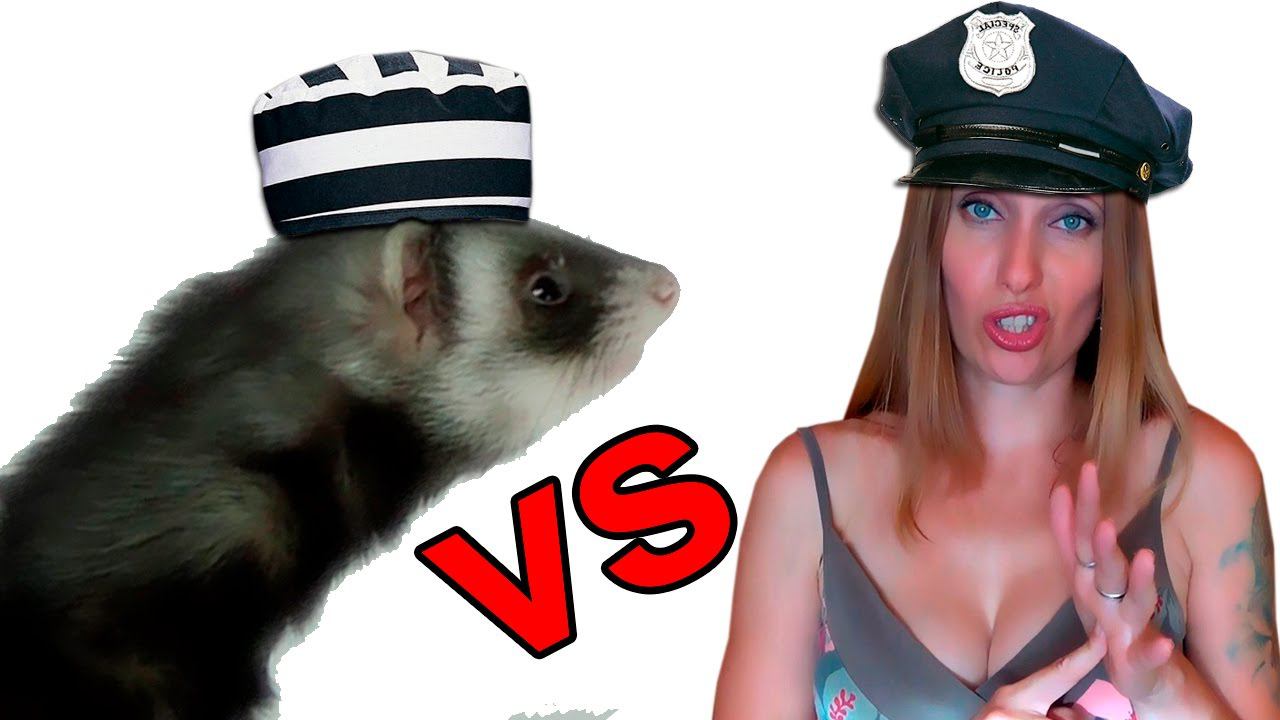 ЛУЧШЕЕ ВИДЕО С ХОРЬКОМ//ДОМАШНИЙ ПИТОМЕЦ//ХОРЁК ДОМАШНИЙ//ХОРЕК ИГРАЕТ//ХОРЕК В ДОМЕ